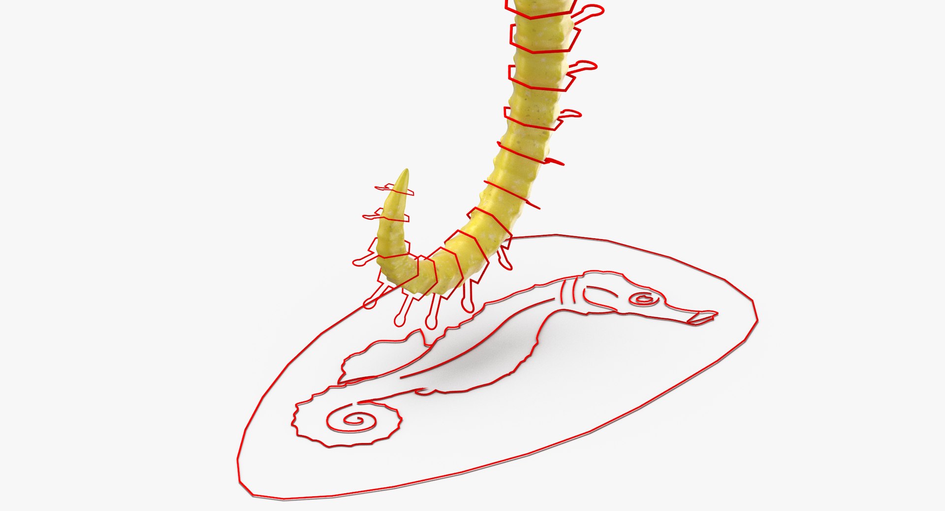 seahorse rigged 3d max