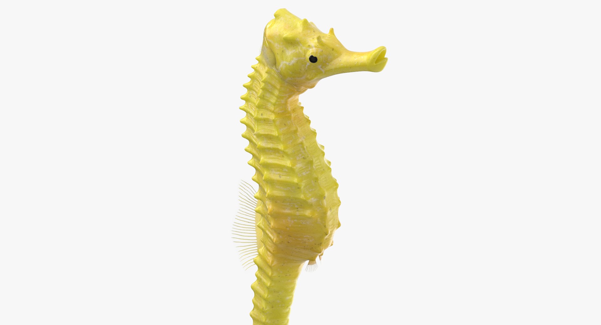 Seahorse Rigged 3d Max