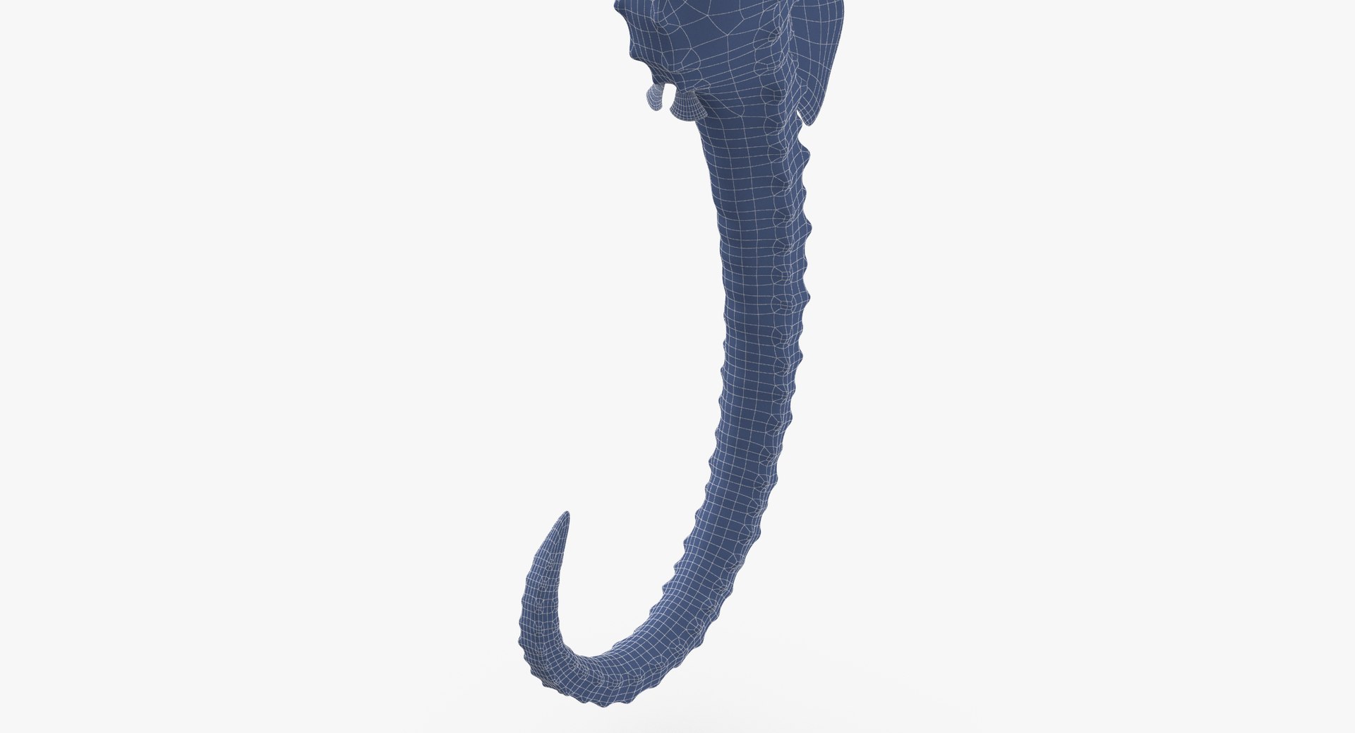 seahorse rigged 3d max