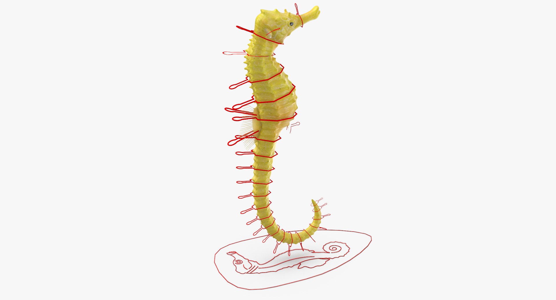 Seahorse Rigged 3d Max