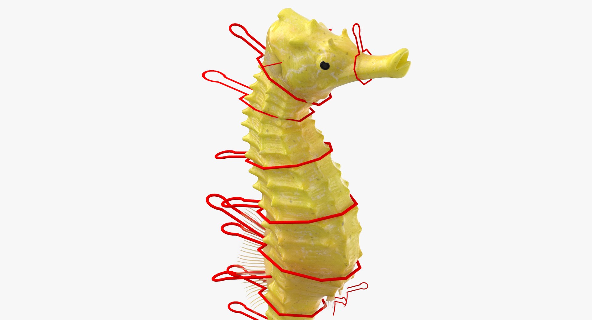 Seahorse Rigged 3d Max
