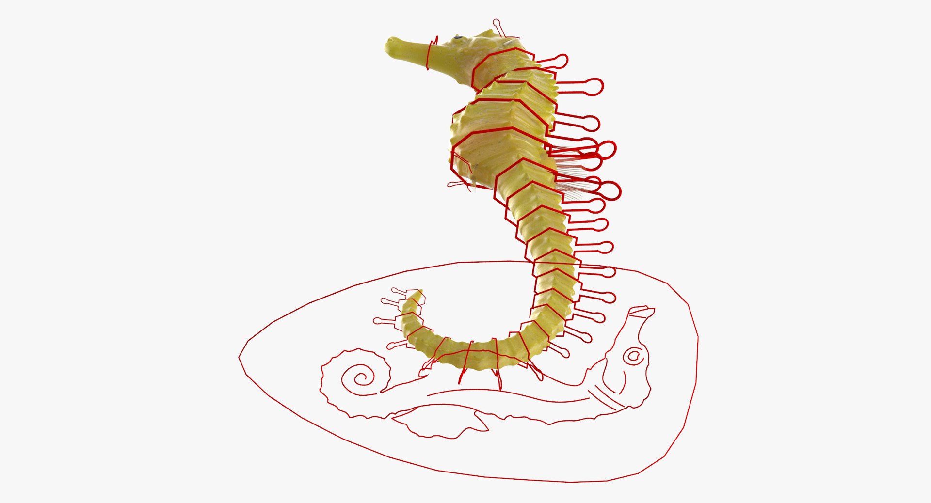 seahorse rigged 3d max
