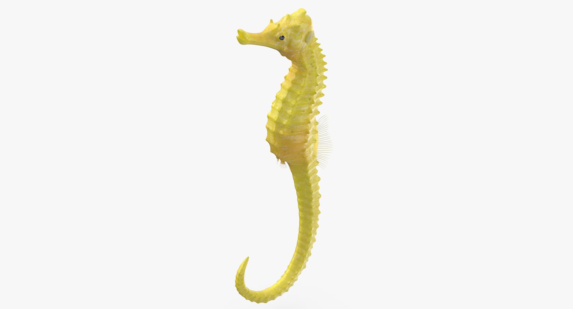 Seahorse Rigged 3d Max