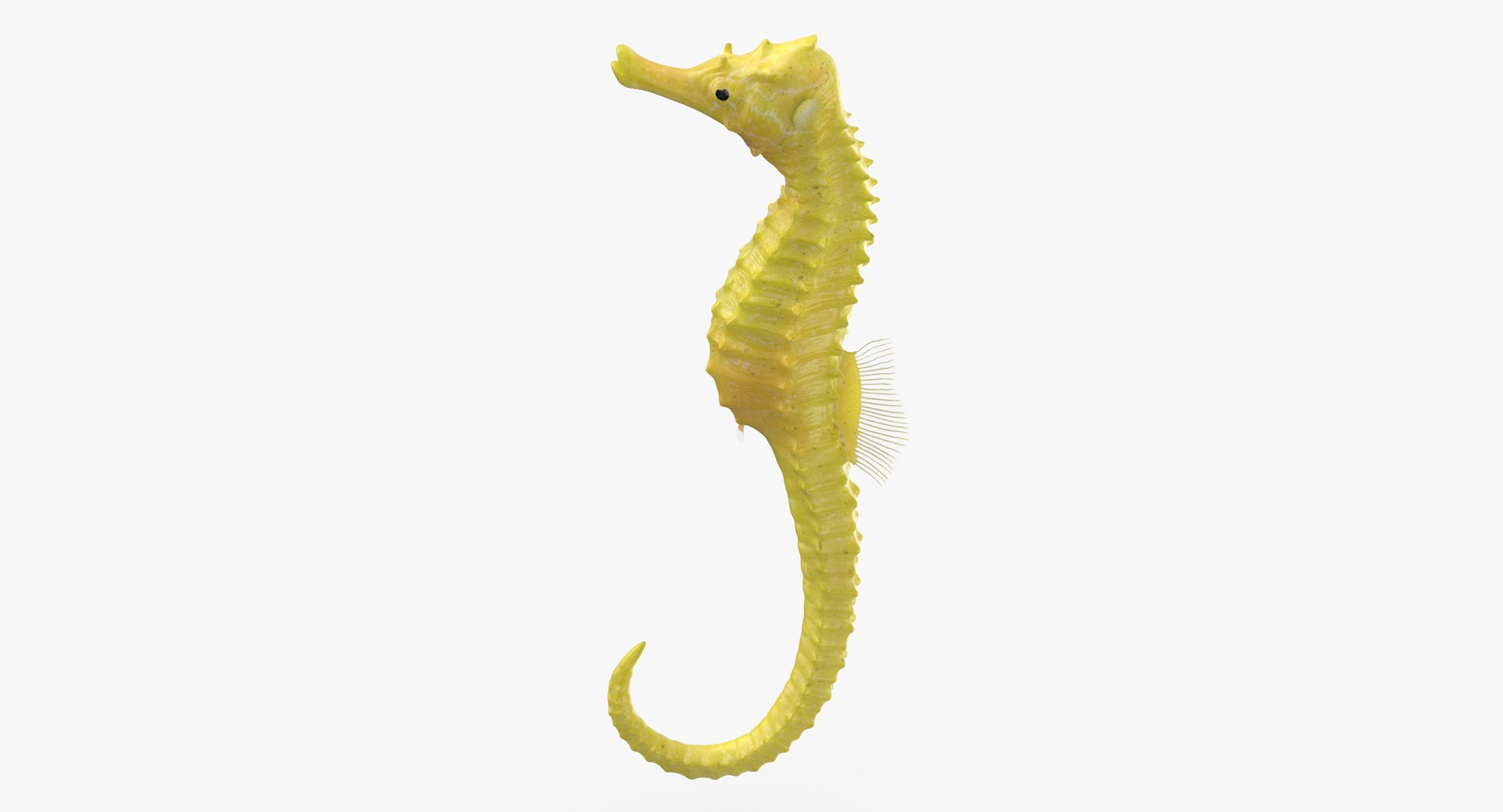Seahorse Rigged 3d Max