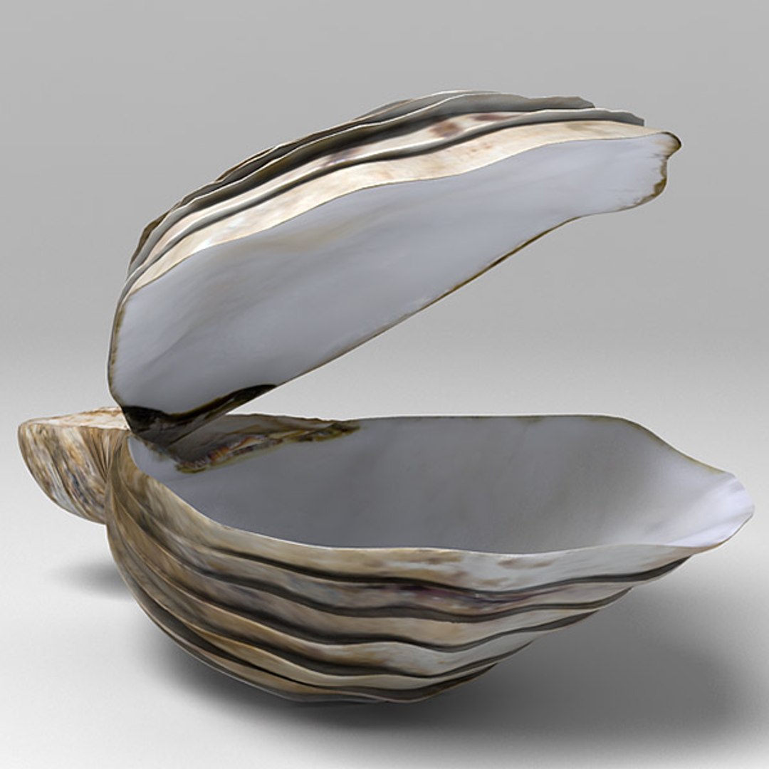 Oyster Seashell Max