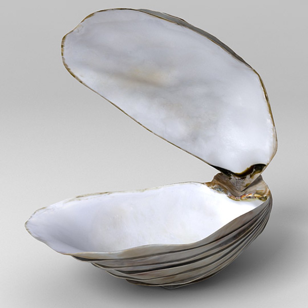 Oyster Seashell Max