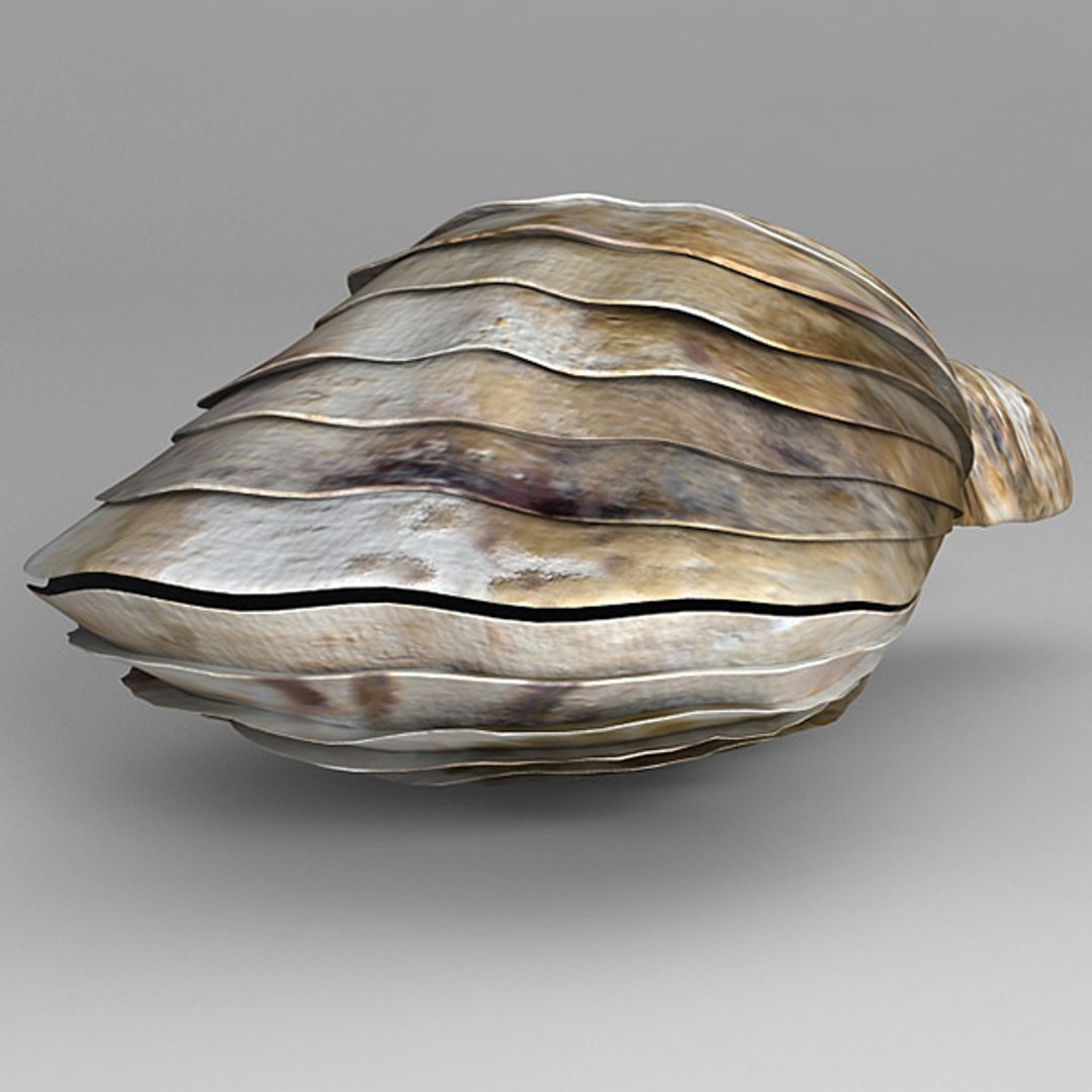 Oyster Seashell Max