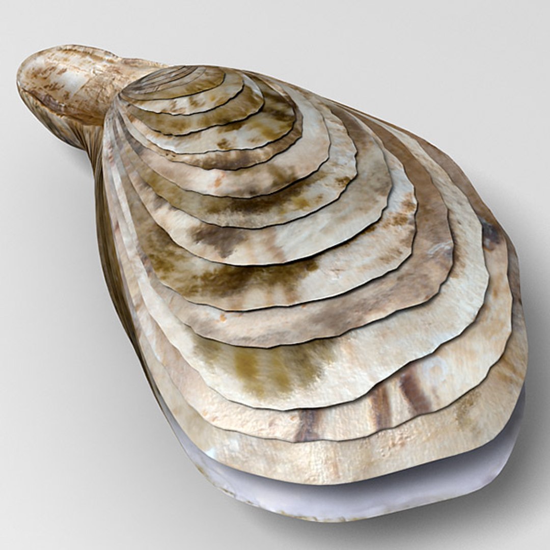 Oyster Seashell Max