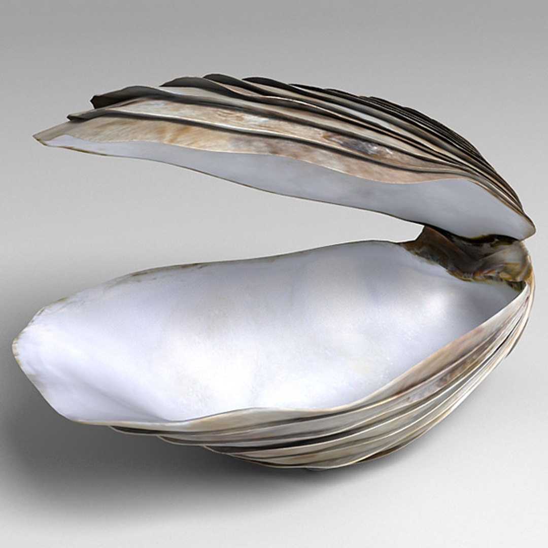 Oyster Seashell Max
