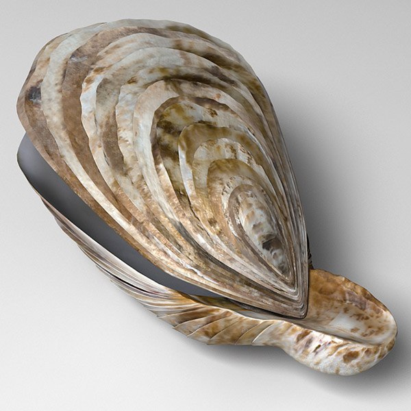 oyster seashell max