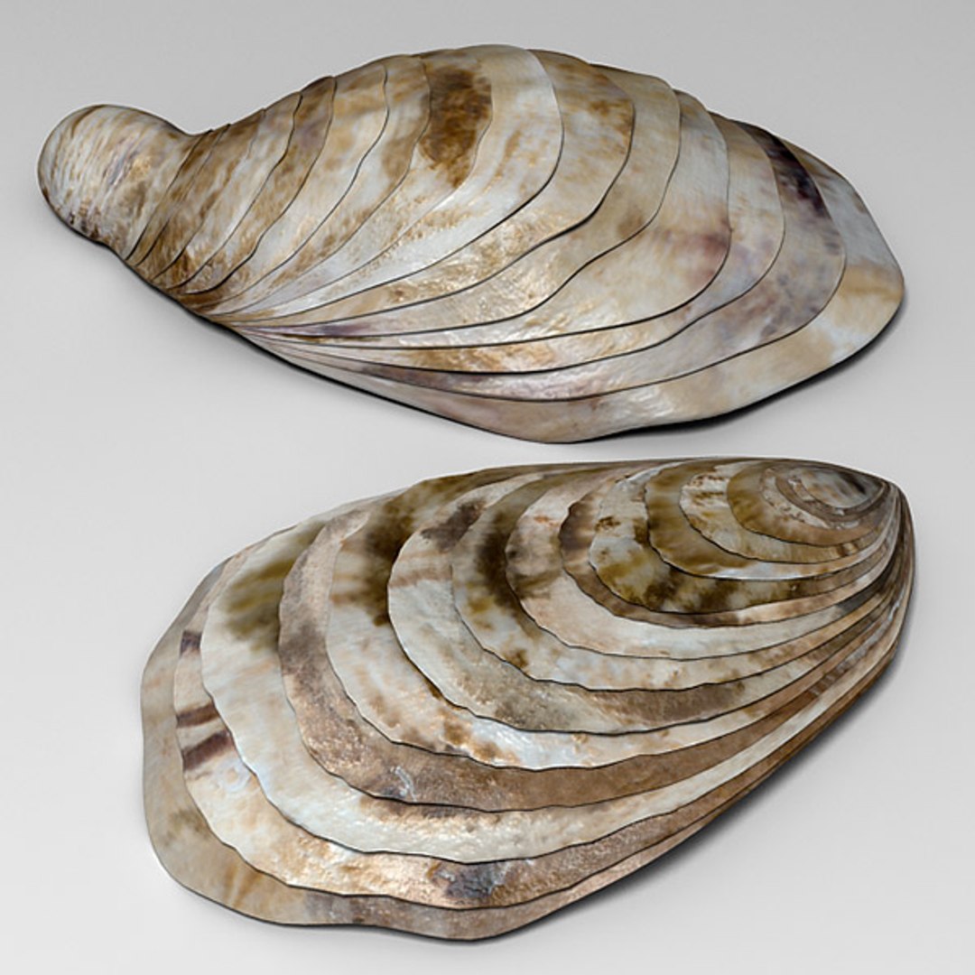 Oyster Seashell Max