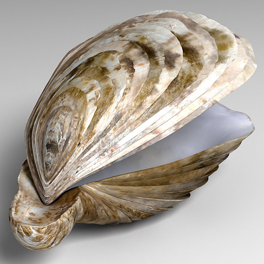 Oyster Seashell Max
