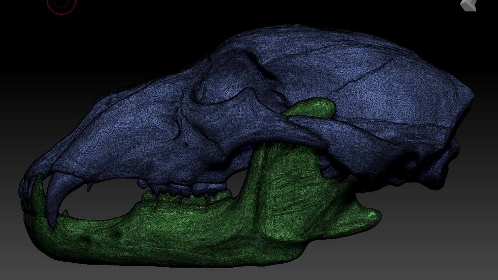 Bear Skull 3D Model - TurboSquid 1776504