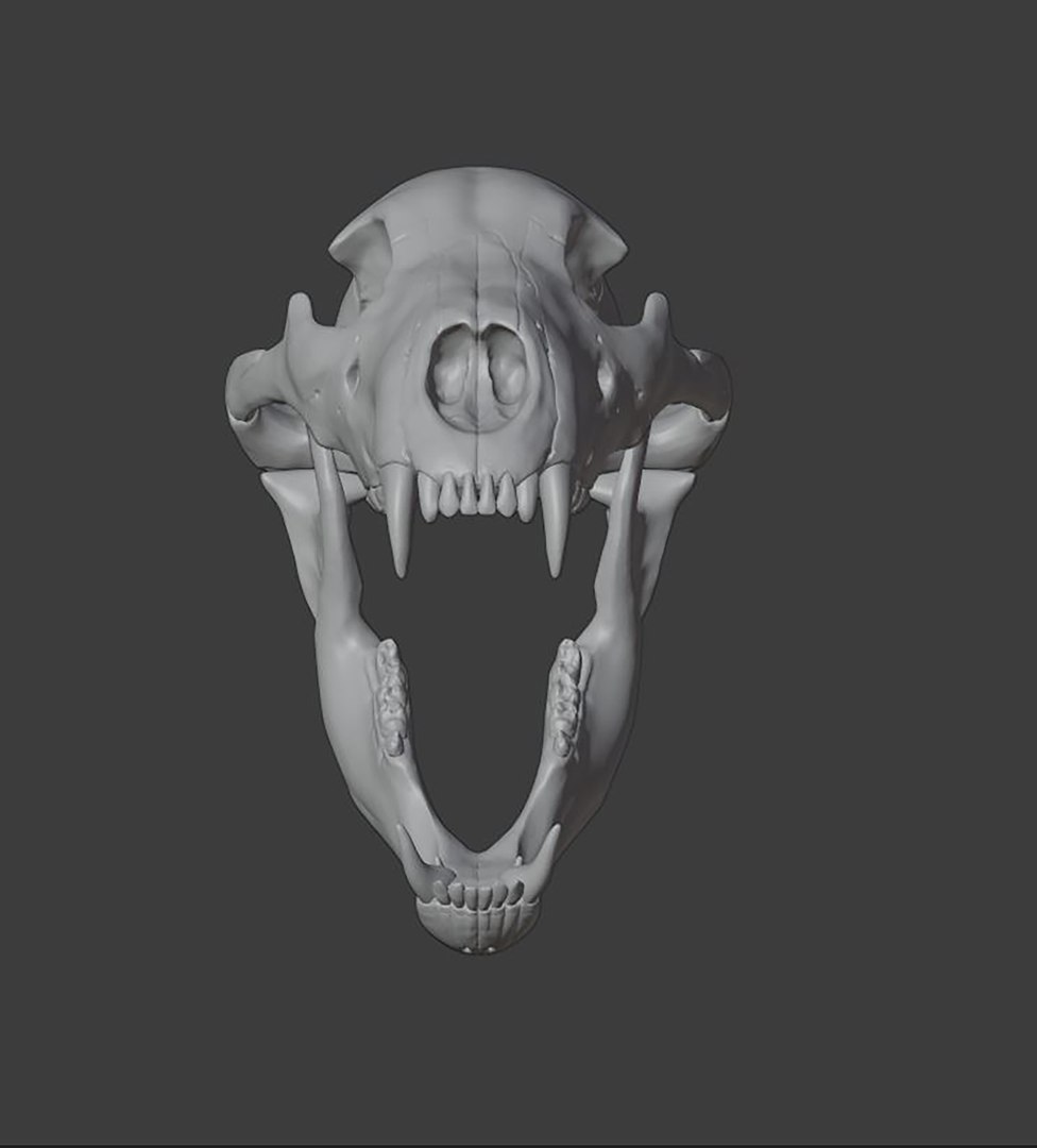 Bear Skull 3D Model - TurboSquid 1776504