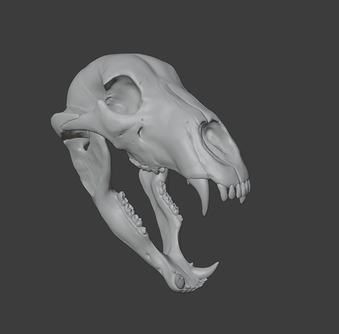 Bear Skull 3D Model - TurboSquid 1776504