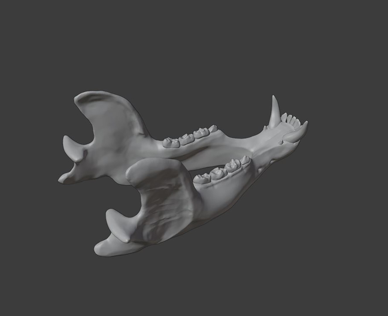 Bear Skull 3D Model - TurboSquid 1776504