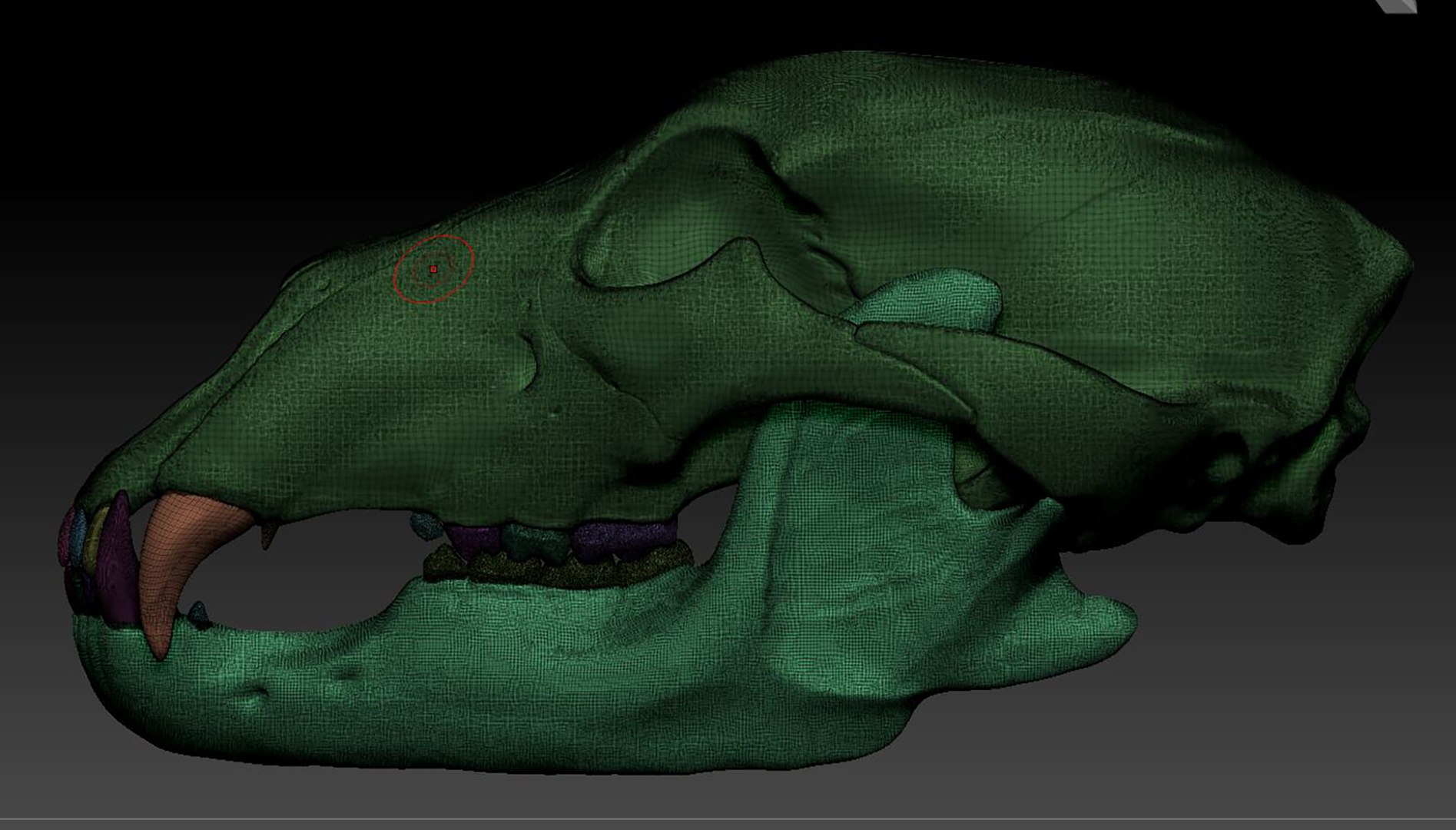 Bear Skull 3D Model - TurboSquid 1776504