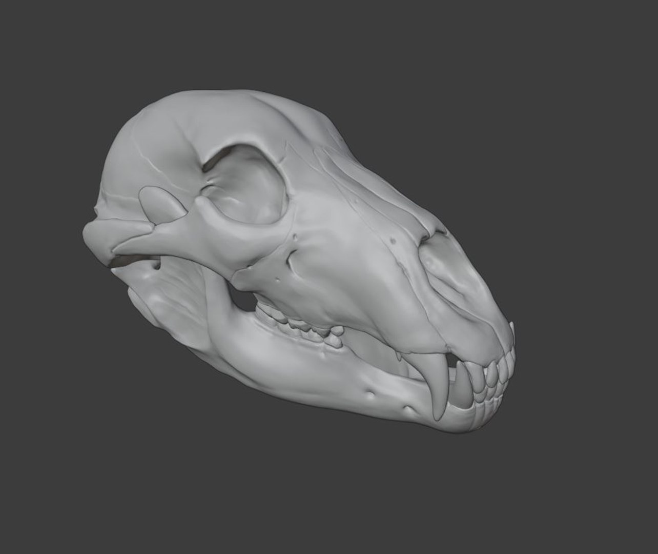 Bear Skull 3D Model - TurboSquid 1776504