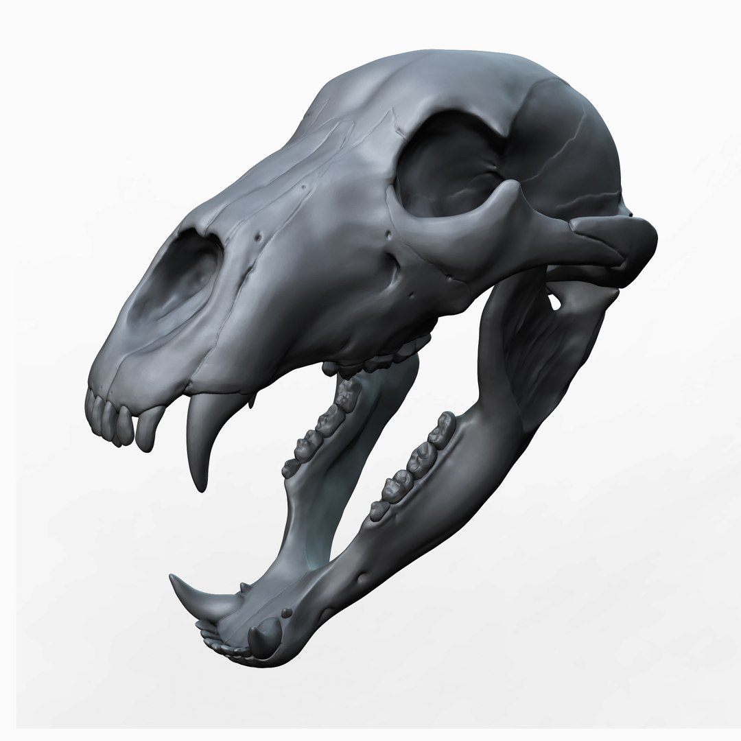 Bear Skull 3D Model - TurboSquid 1776504