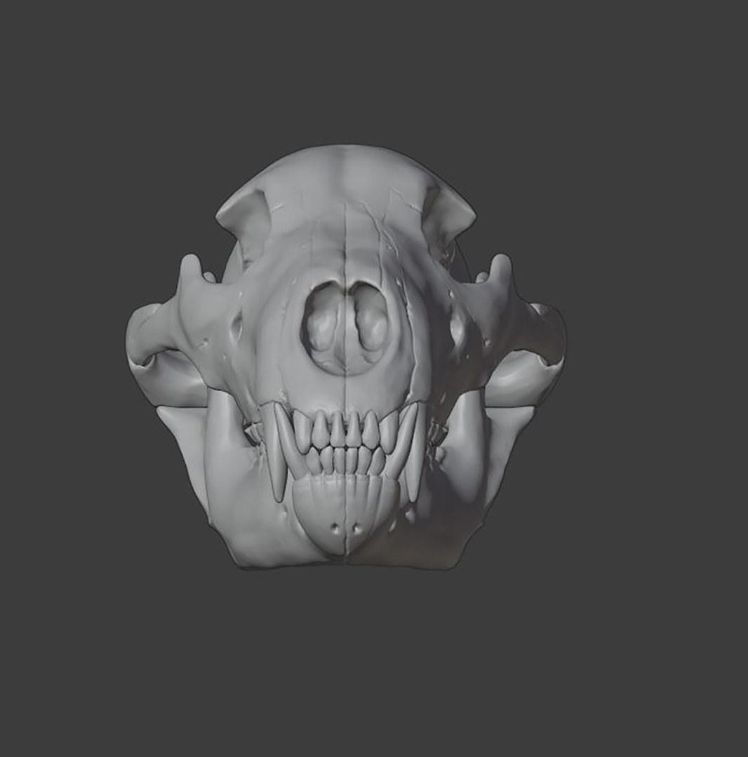 Bear Skull 3D Model - TurboSquid 1776504
