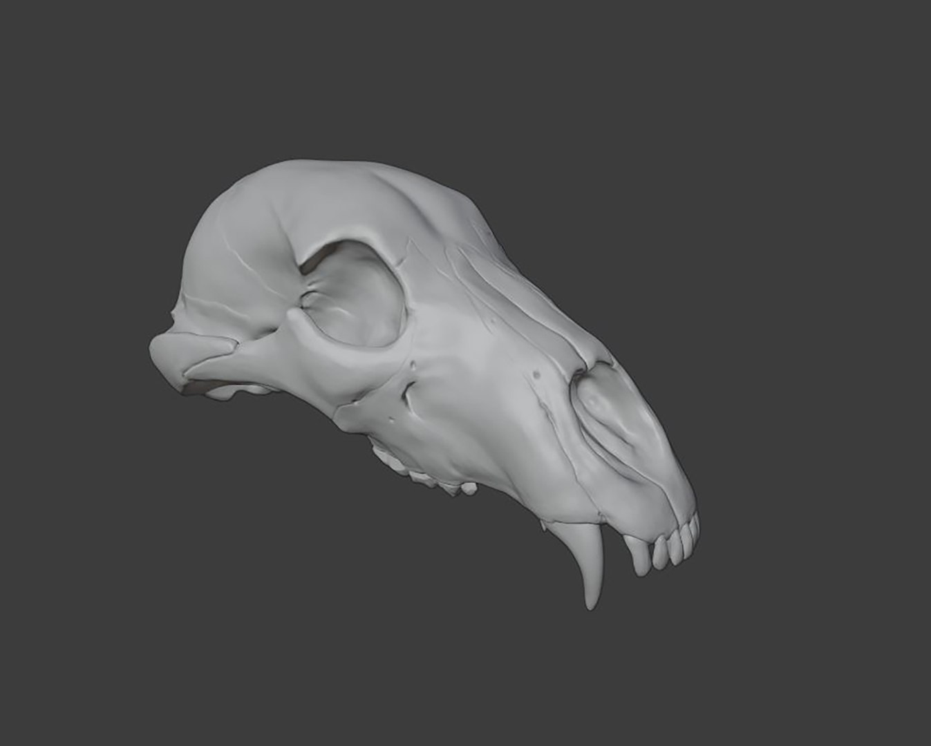 Bear Skull 3D Model - TurboSquid 1776504