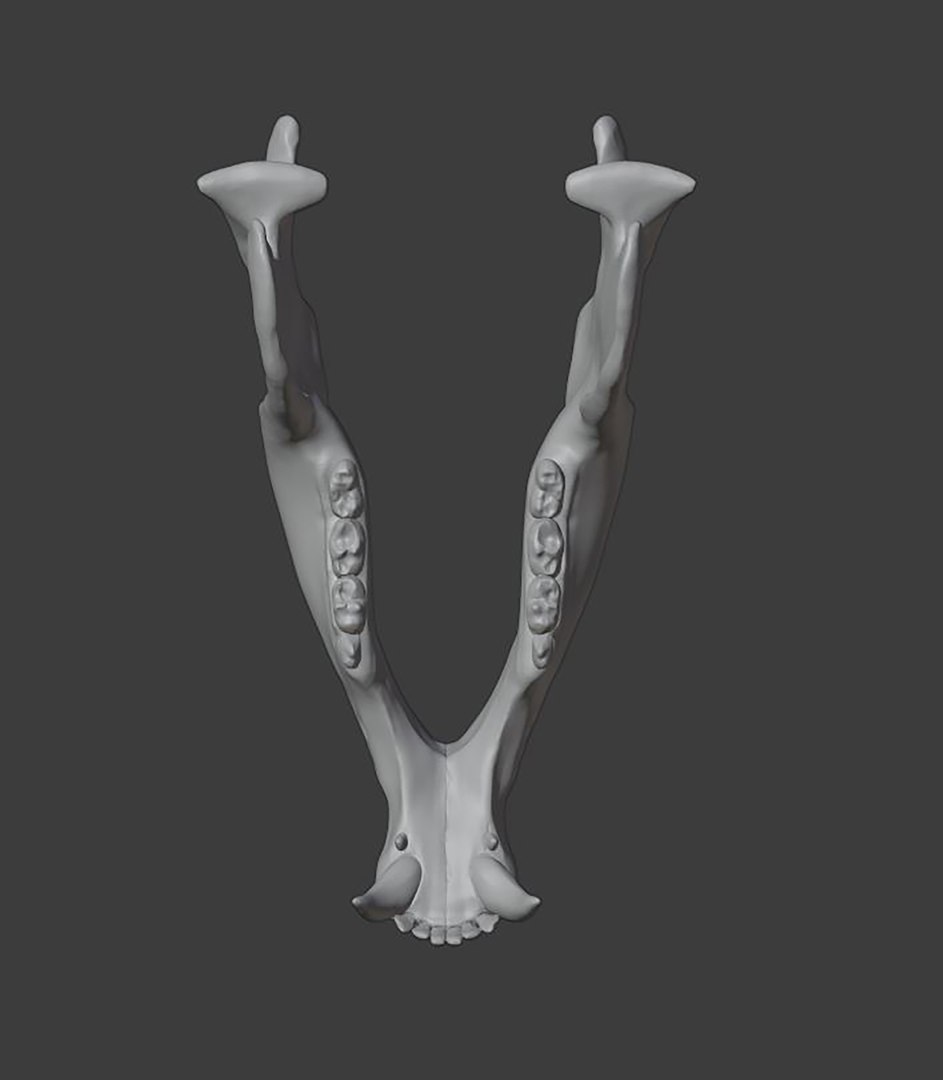 Bear Skull 3D Model - TurboSquid 1776504