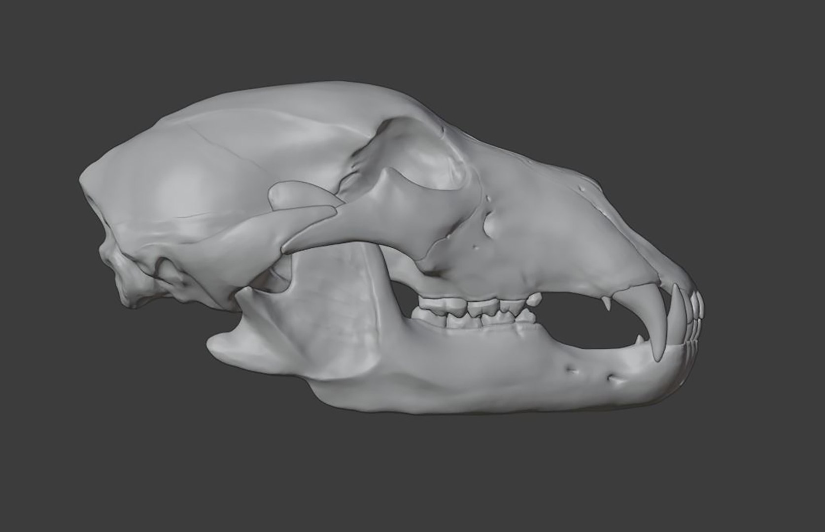 Bear Skull 3D Model - TurboSquid 1776504