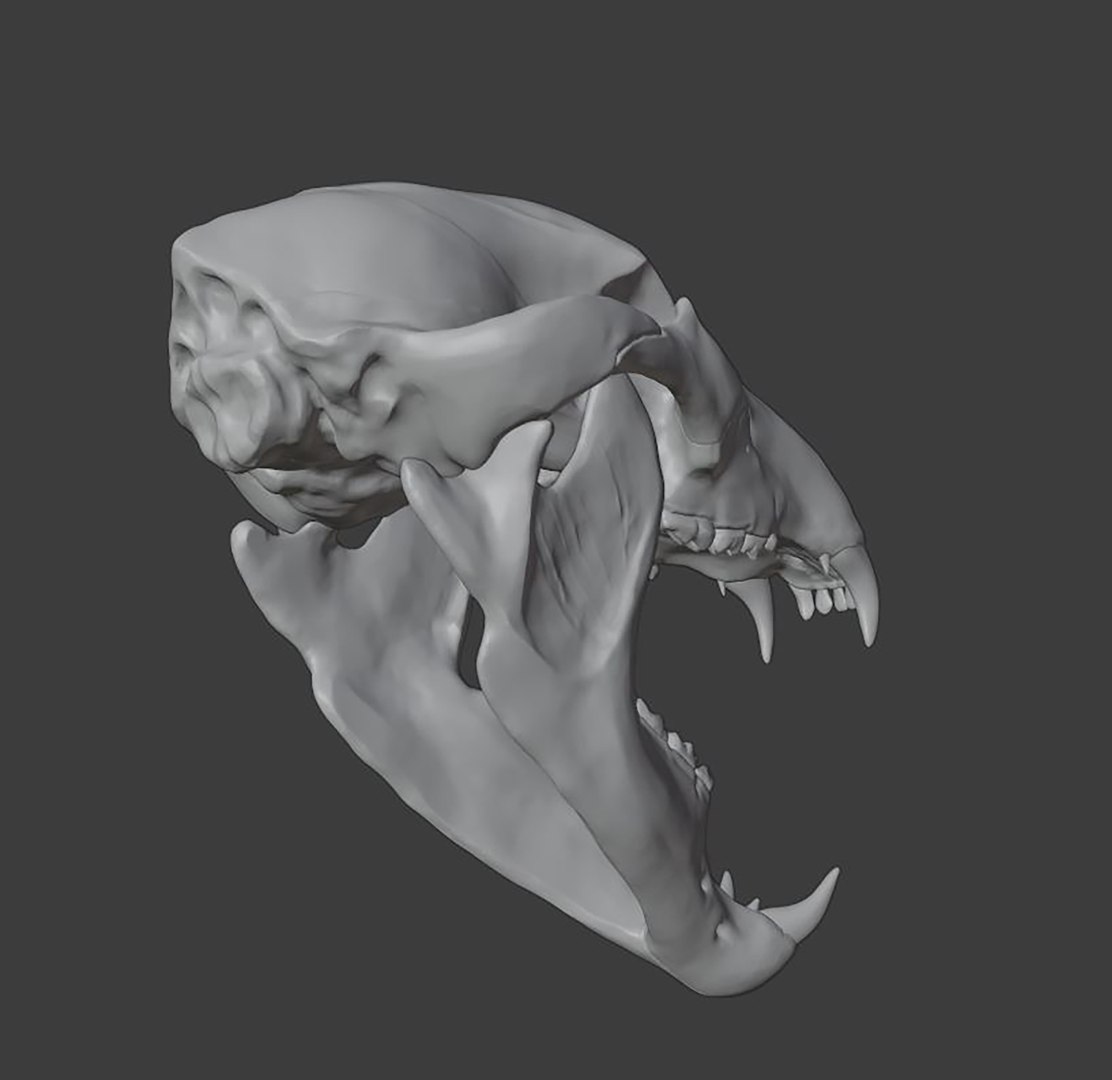 Bear Skull 3D Model - TurboSquid 1776504