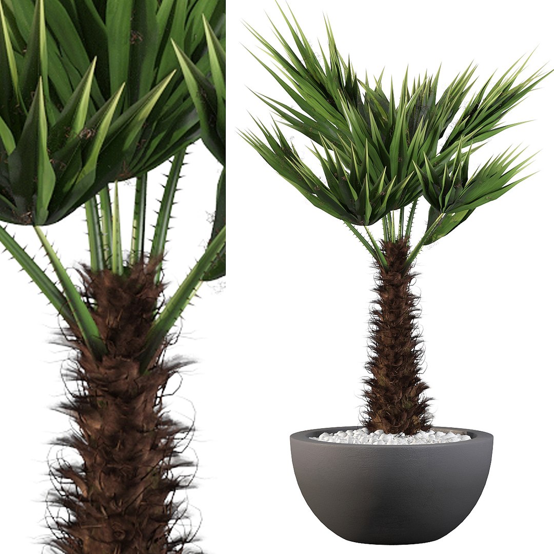 Palm Plant 3D Model - TurboSquid 1683945