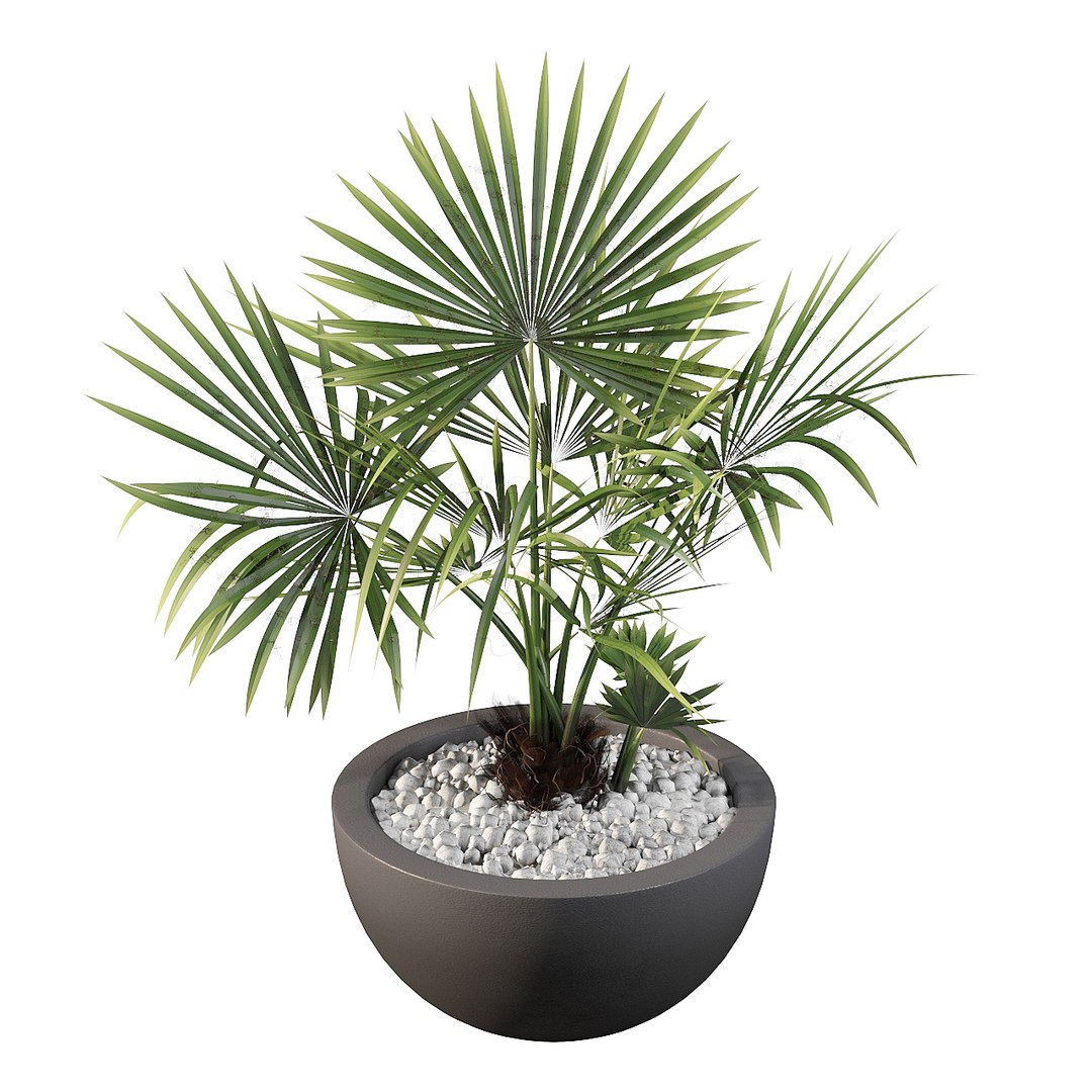 Palm Plant 3D Model - TurboSquid 1683945