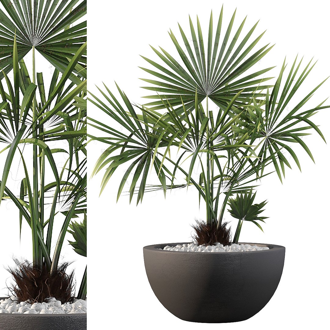 Palm Plant 3D Model - TurboSquid 1683945