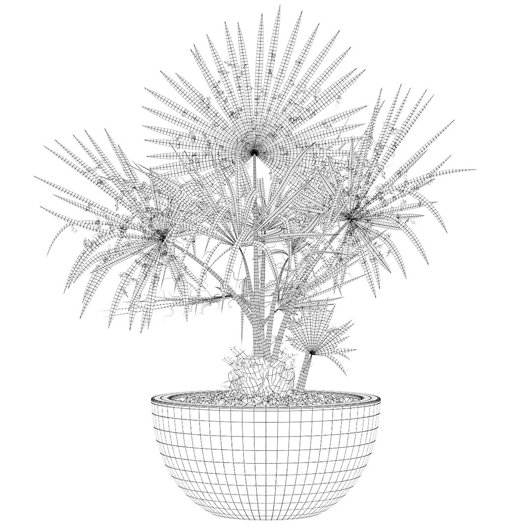 Palm Plant 3D Model - TurboSquid 1683945