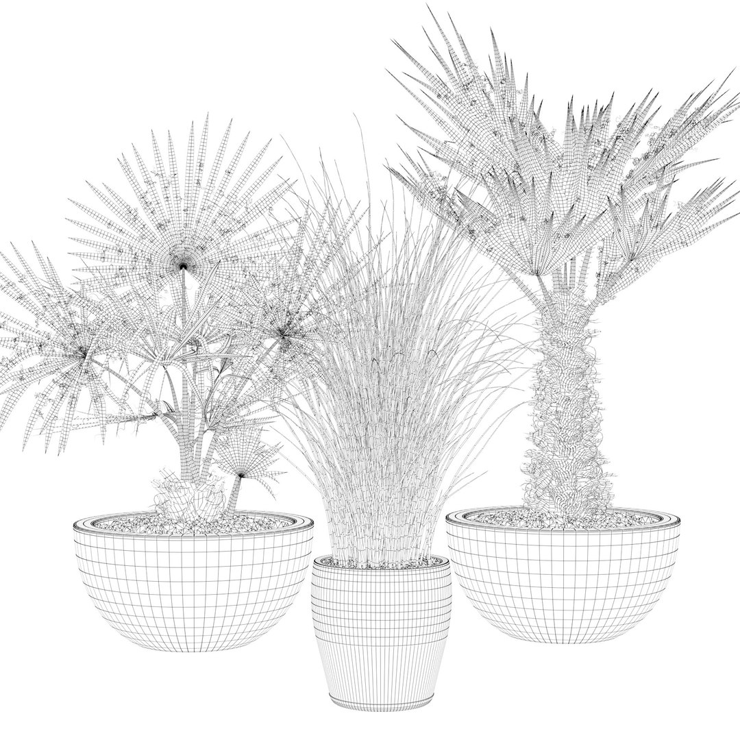 Palm Plant 3D Model - TurboSquid 1683945