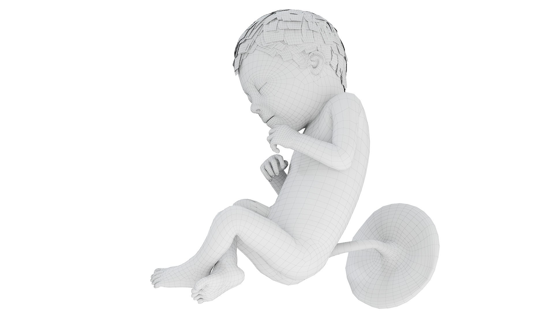 3D Fetus Anatomy Week 23 Animated Model - TurboSquid 1808722