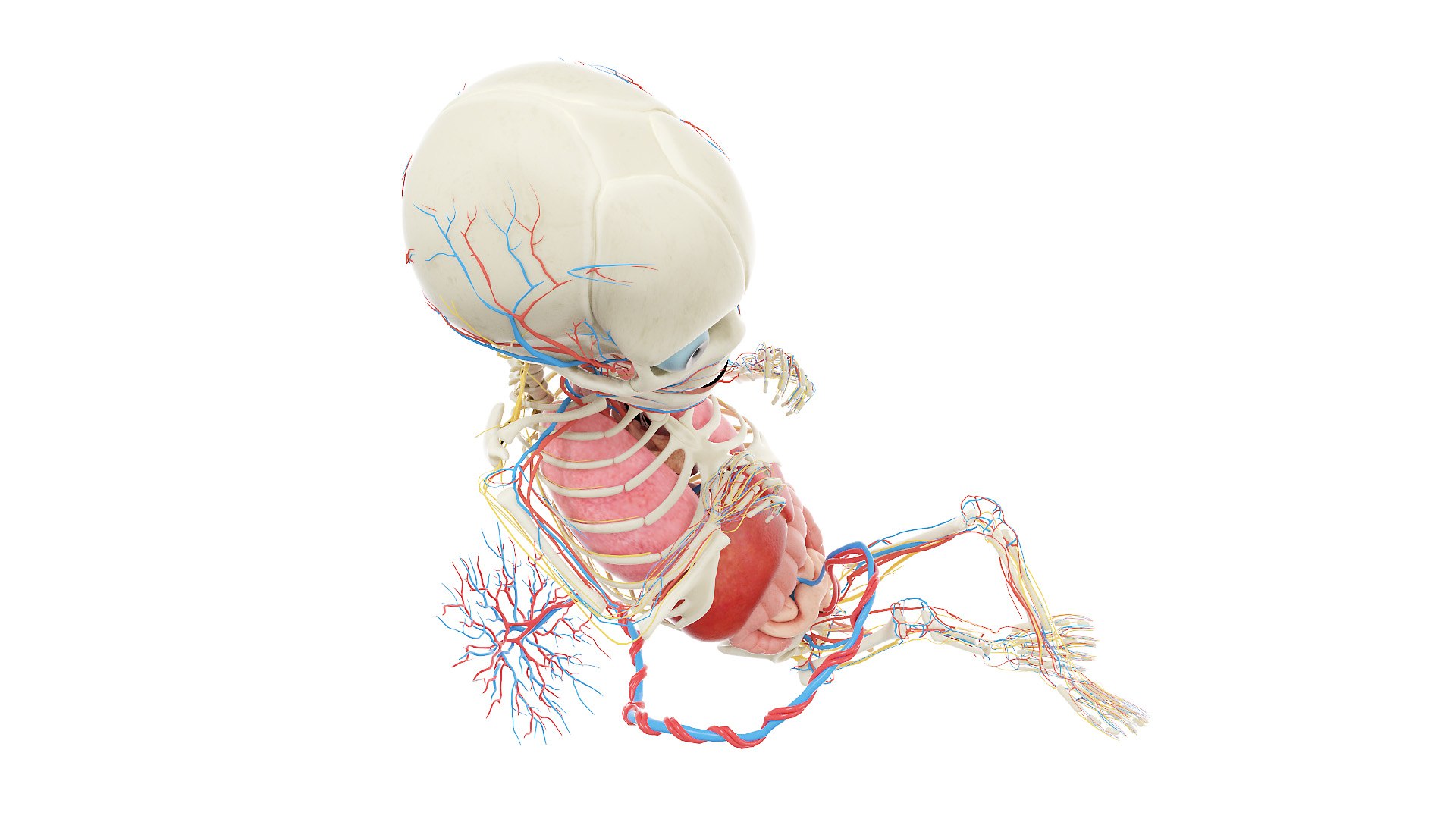 3D Fetus Anatomy Week 23 Animated Model - TurboSquid 1808722