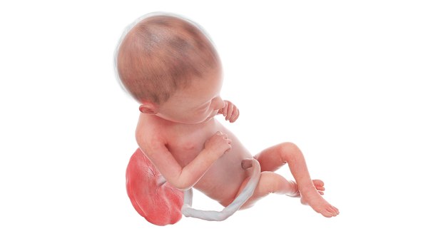 modelo 3d Anatomía del feto Semana 23 Animada - TurboSquid 1808722