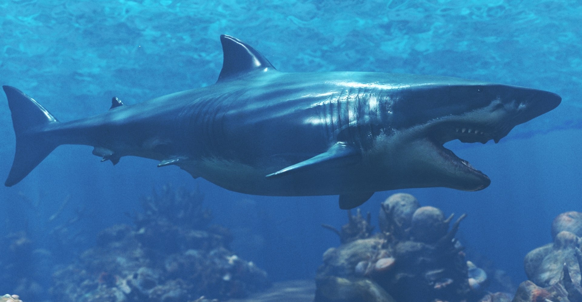 3D Shark Marine Life Pack Model - TurboSquid 2339967