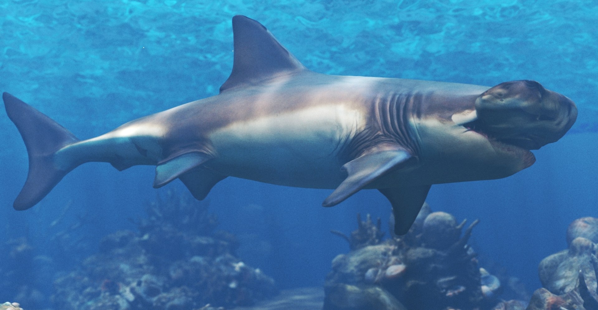 3D Shark Marine Life Pack Model - TurboSquid 2339967