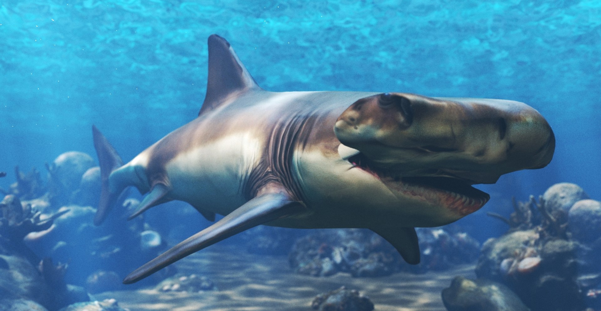 3D Shark Marine Life Pack Model - TurboSquid 2339967