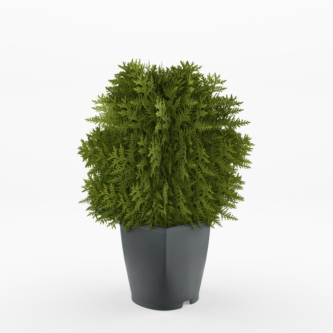 Tuja Tiny Tim 3D - TurboSquid 2252537