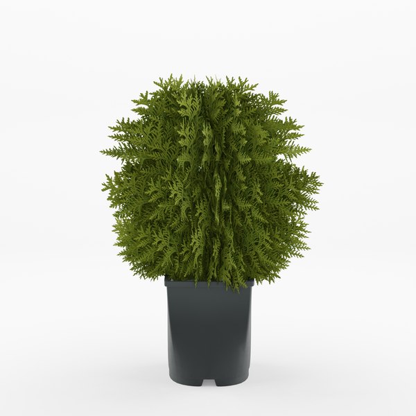Arborvitae 3D Models for Download | TurboSquid