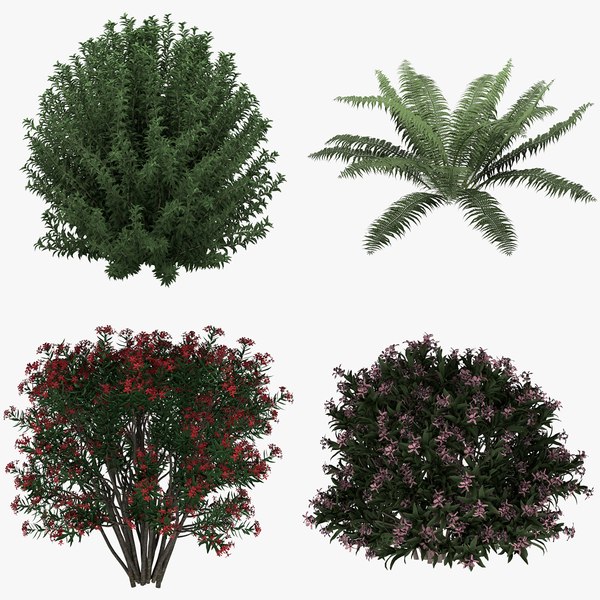 3D Oleander Models | TurboSquid