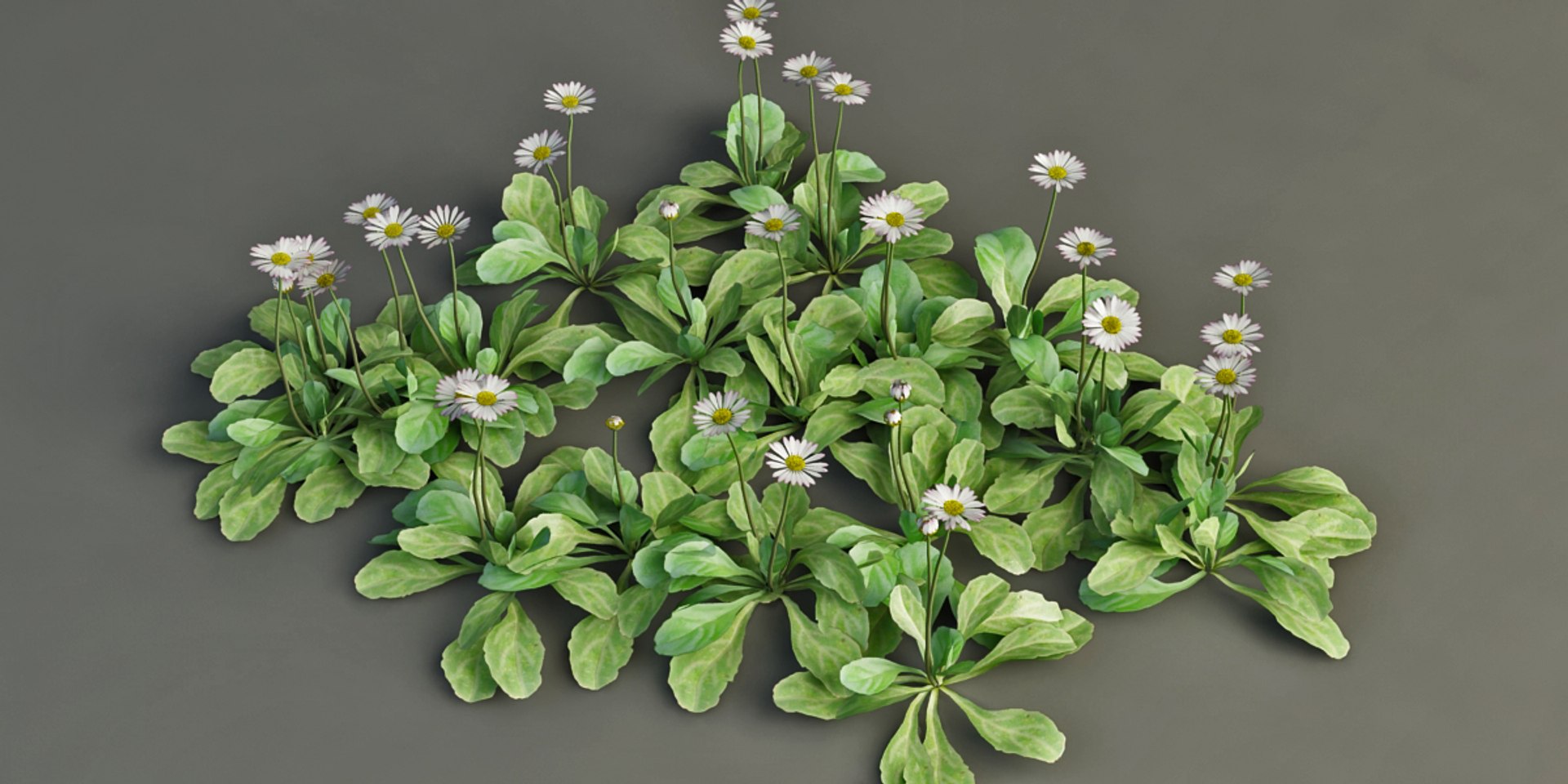Max Bellis Perennis