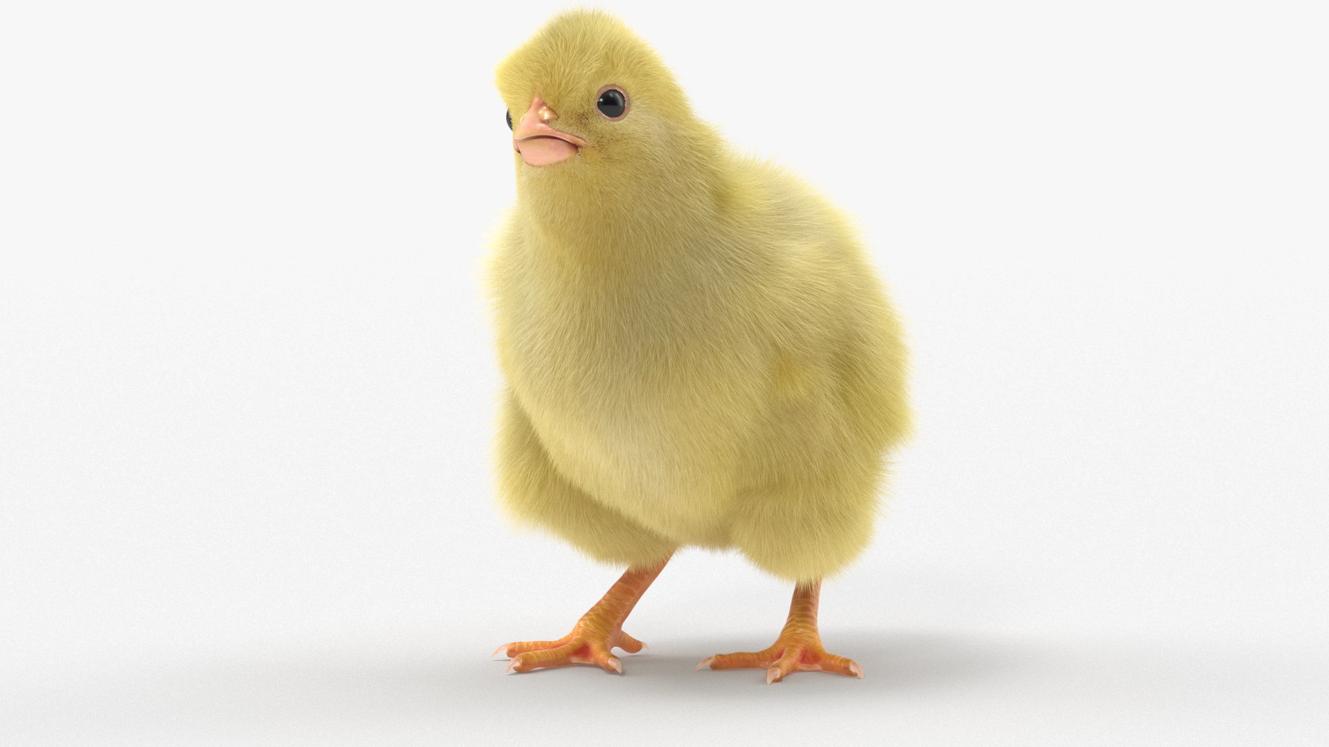 Baby Chicken Fur Rigged 3D Model - TurboSquid 2263563