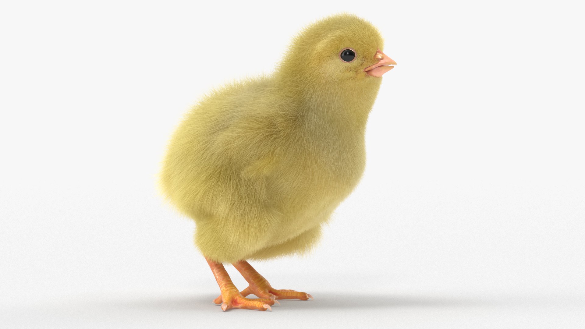 Baby Chicken Fur Rigged 3D Model - TurboSquid 2263563