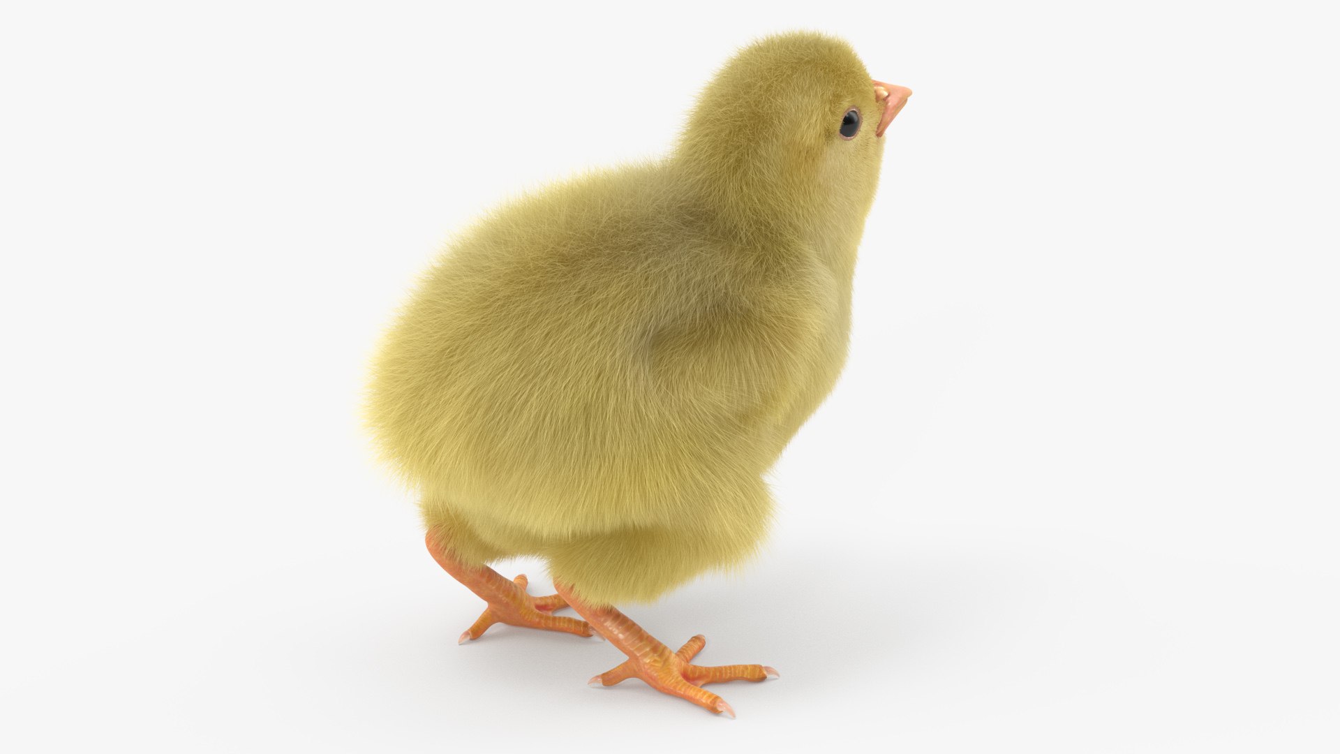 Baby Chicken Fur Rigged 3D Model - TurboSquid 2263563