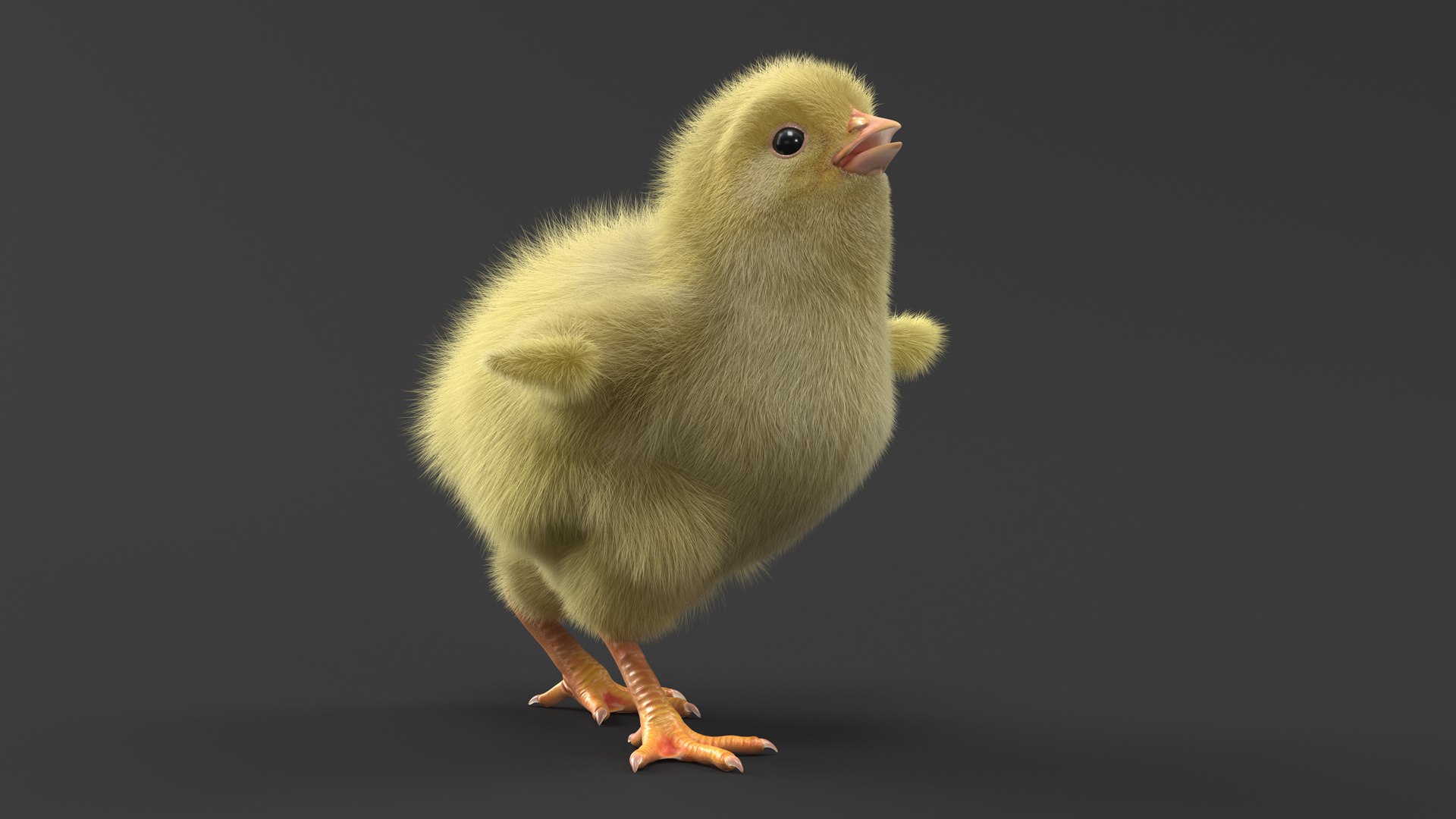 Baby Chicken Fur Rigged 3D Model - TurboSquid 2263563