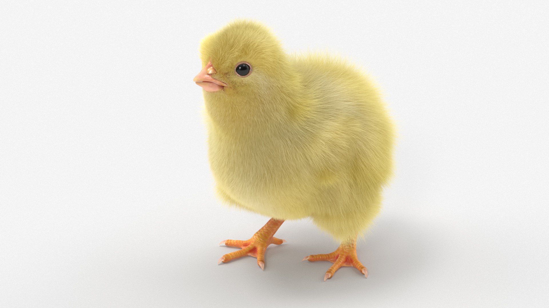 Baby Chicken Fur Rigged 3D Model - TurboSquid 2263563