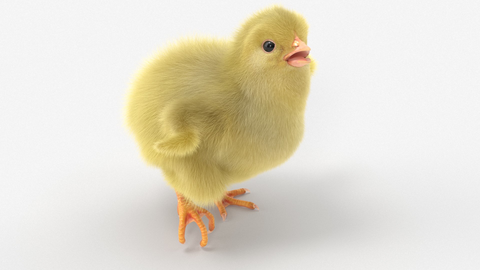 Baby Chicken Fur Rigged 3D Model - TurboSquid 2263563