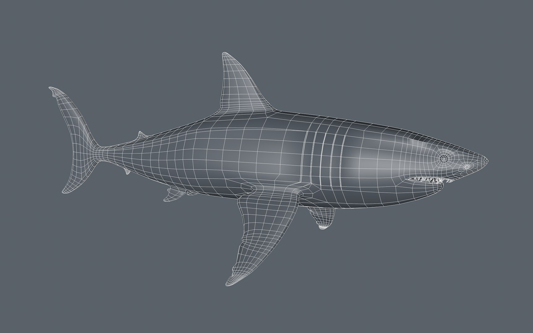 Shark 3d Model